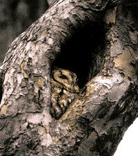 Owl Spotting in New Jersey Northwest